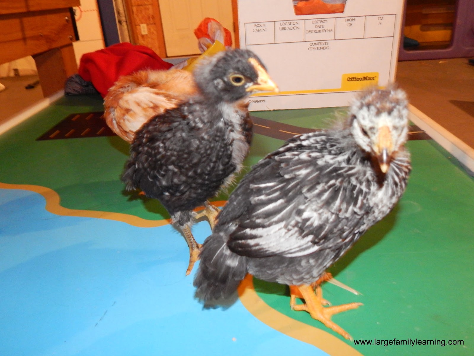 Large Family Learning : Raising Baby Chicks: 3 Weeks Old