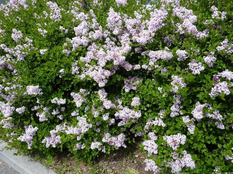Syringa microphylla - Littleleaf Lilac
