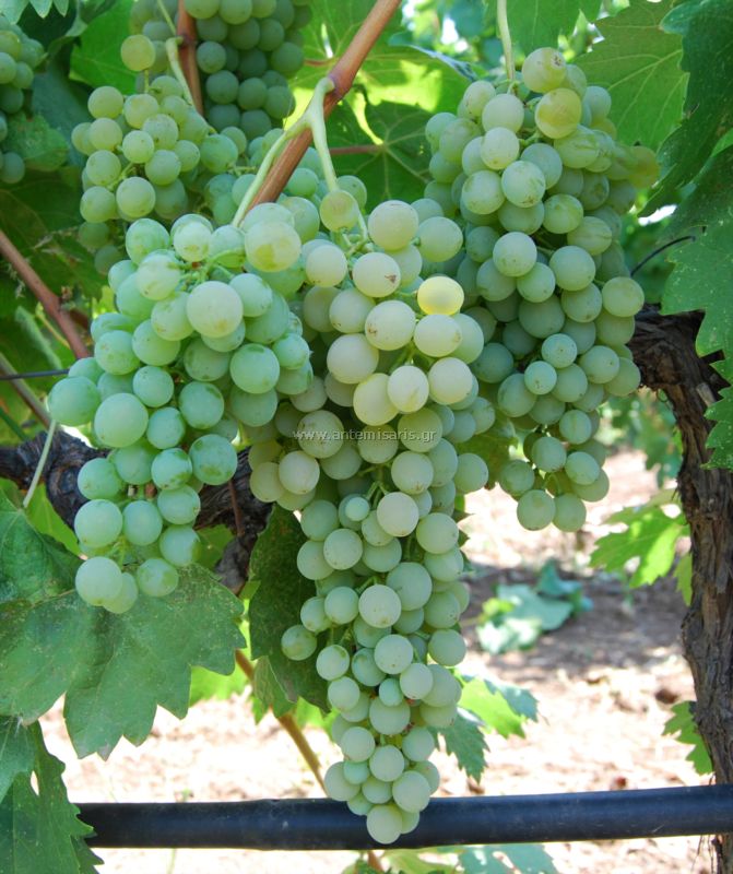 Dimitris Seitanidis is your connection to... Greek Wines (and Craft ...