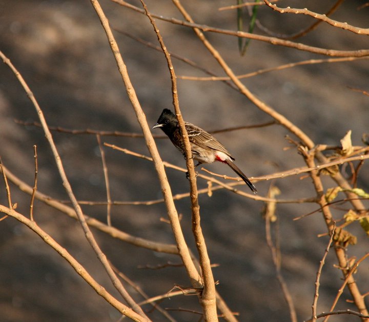 Mithun: Bird Photography