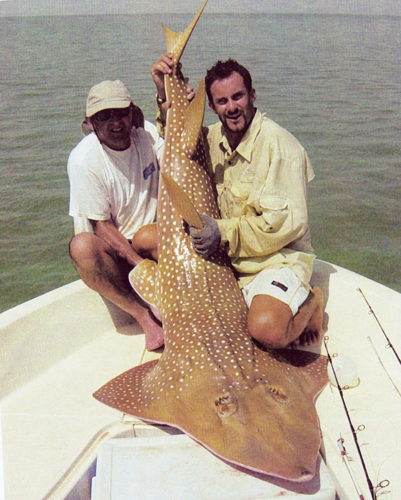 Big Fishes of the World: GUITARFISH - Shovelnose shark (Rhynchobatus ...
