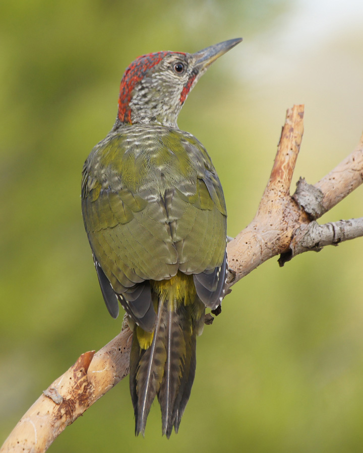 Pasión por las aves: Pito real.(Picus viridis)