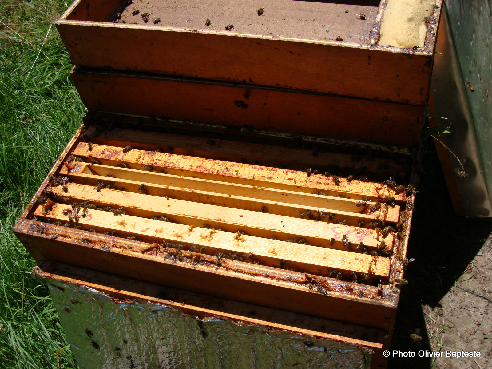 Les abeilles d'Olivier: Une ruche éleveuse