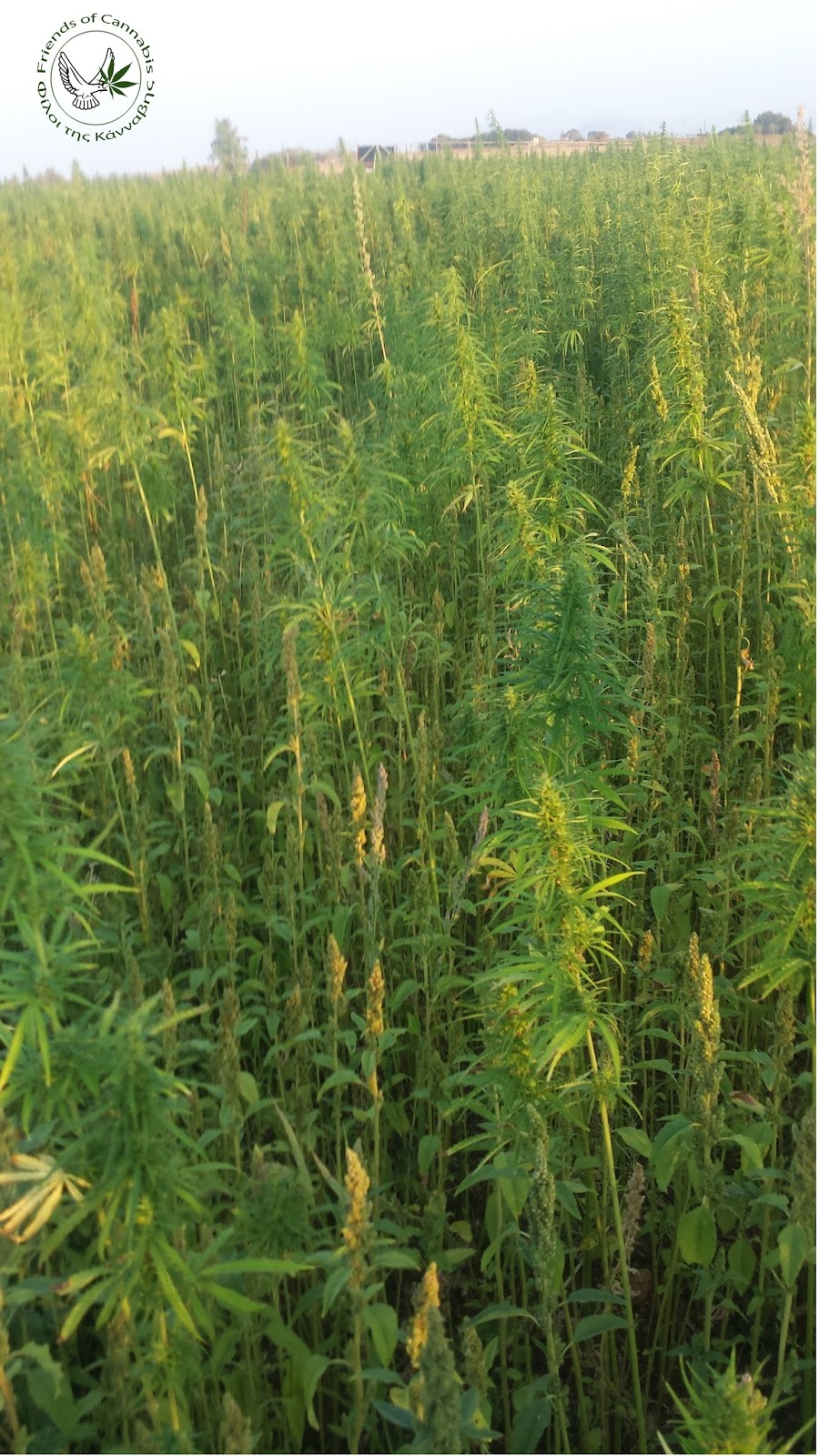 Friends of Cannabis: Ιουλίου 2014