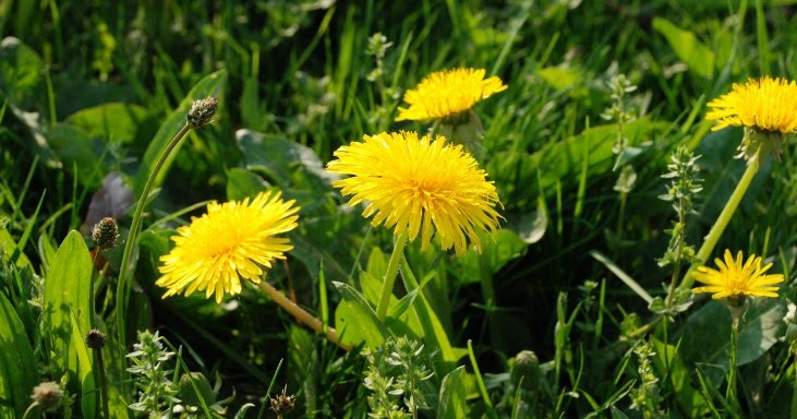 Tanaman Bunga Dandelion dan Manfaatnya