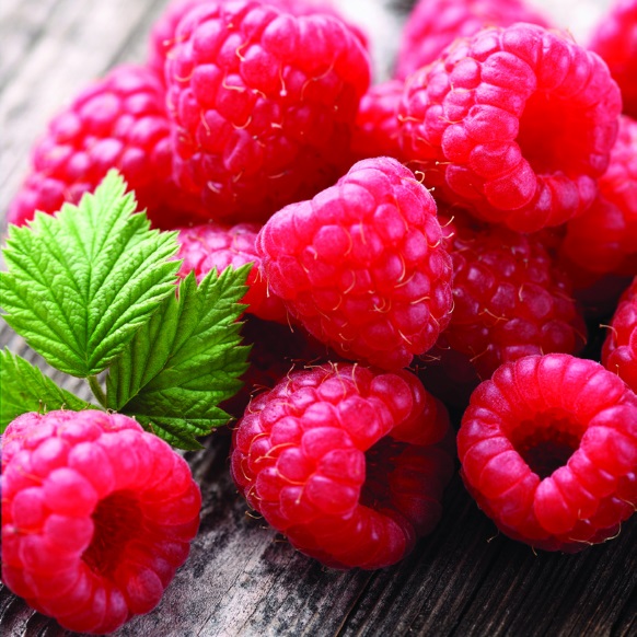 FRAMBOISE ROUGE (1 DES 174 INGRÉDIENTS DE TRÉVO)