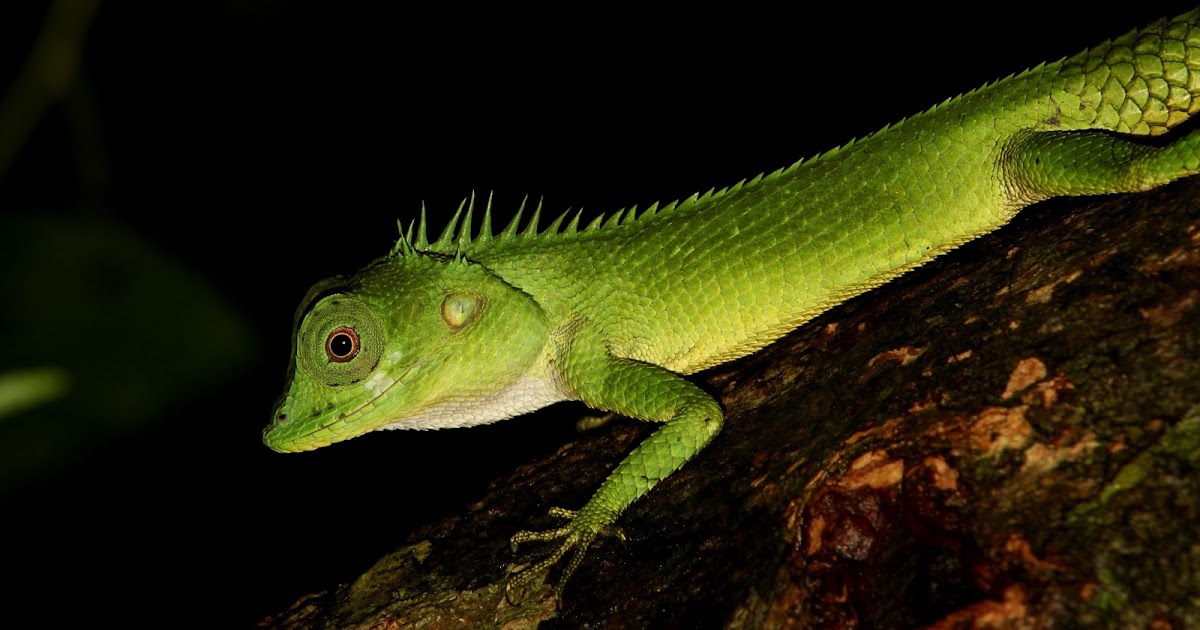 Lanka Nature Summary: Whistling lizard (Calotes liolepis)