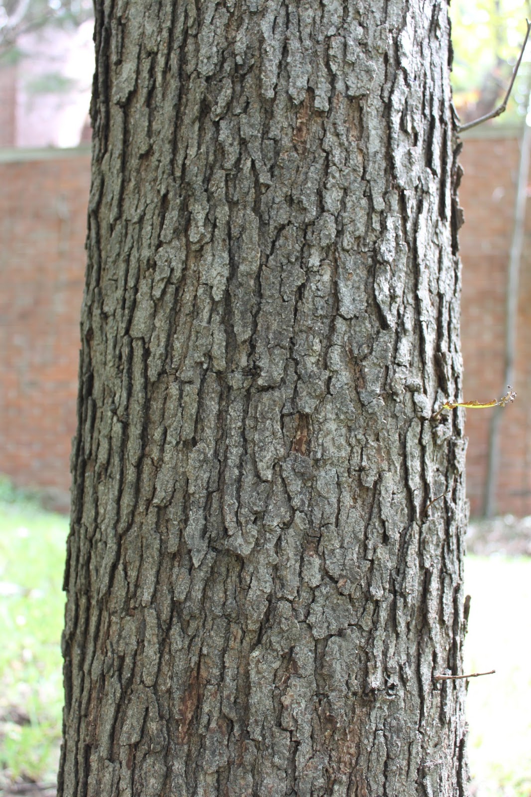 Centenary College Arboretum: Tree of the week: Overcup Oak (Quercus lyrata)