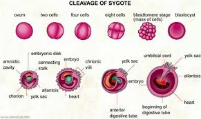 midwifery: Proses Permulaan Kehamilan