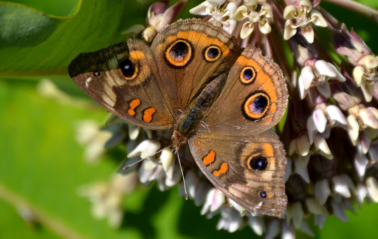 Woods Walks and Wildlife: June 2012