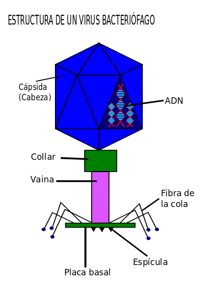 Blog de Ciencias Naturales: Tema 12. Los virus. Biología 2º Bachillerato.