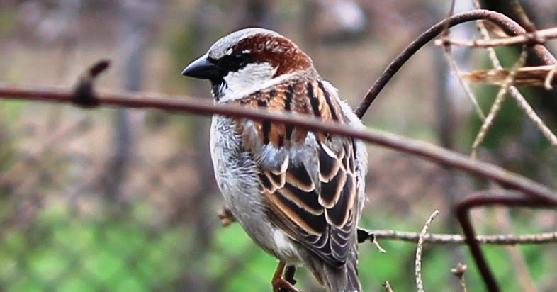 Ştiinţă pentru toţi: VRABIE DE CASĂ - Passer domesticus III