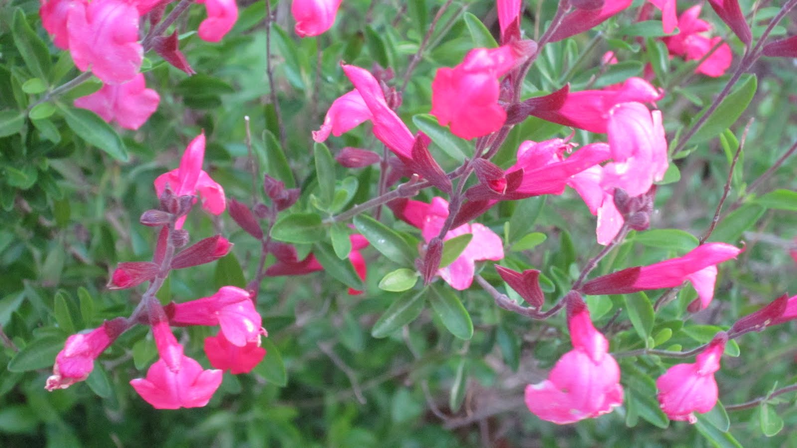 Lisa Bonassin's Garden: What's Blooming Now - Pink Autumn Sage 01/25/2012