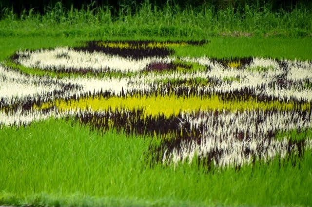Fresh & Cool Pics: Japanese Rice Paddy Art 2010