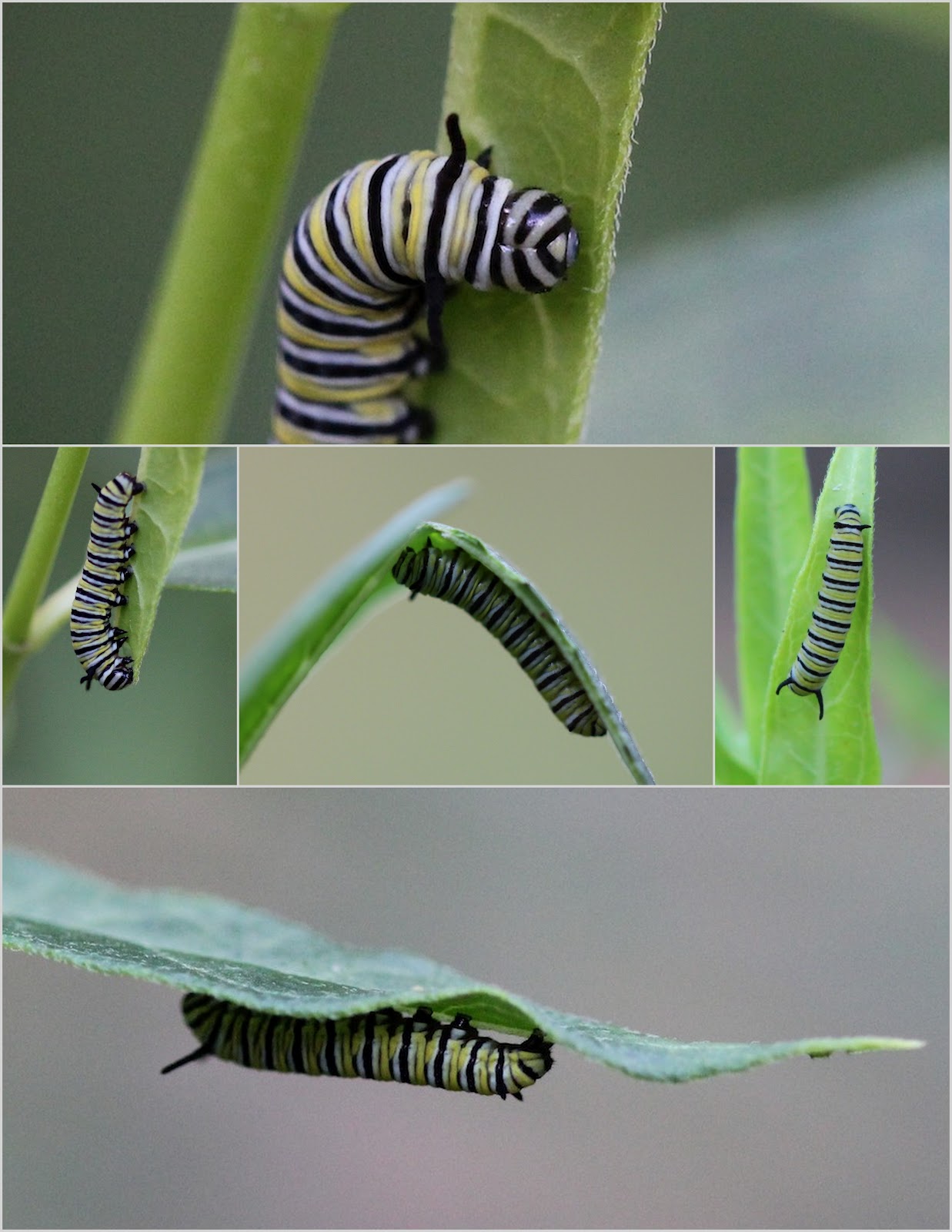 Red House Garden: So Did I Win?