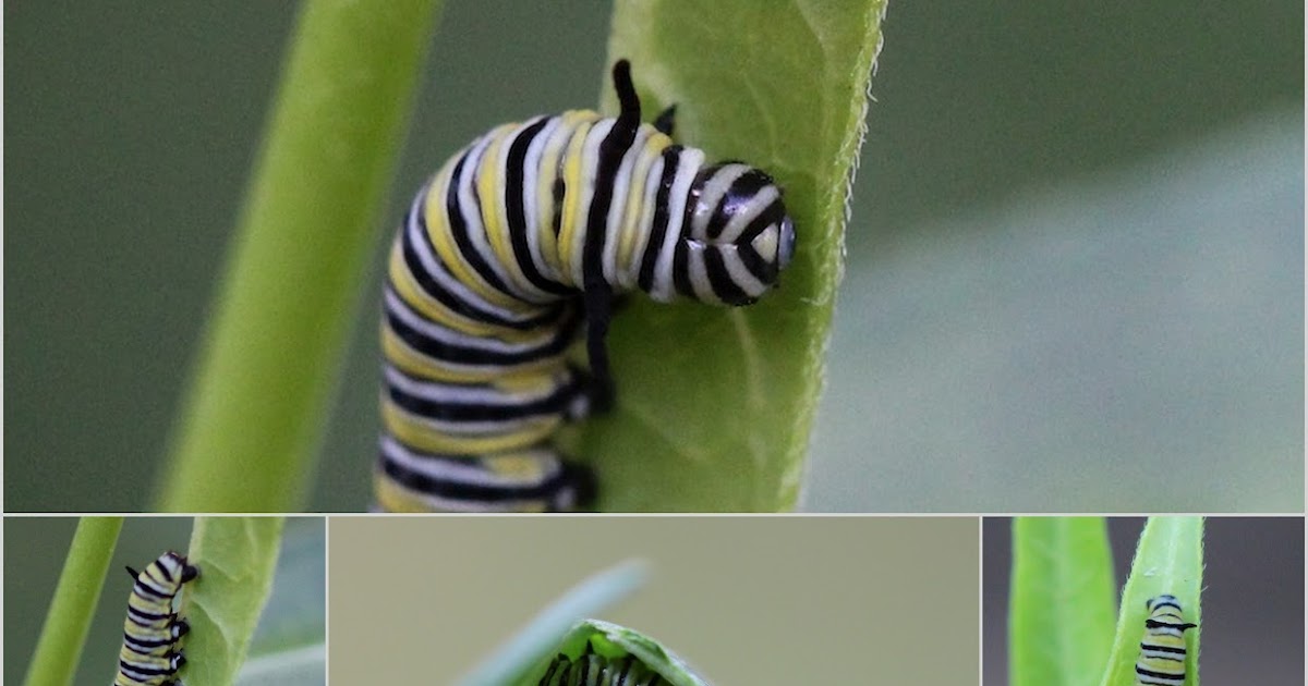 Red House Garden: So Did I Win?