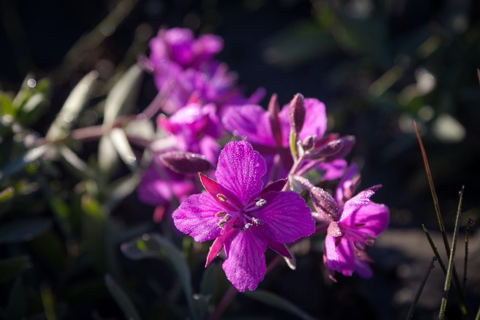 Yukon - The True Canadian North - Explore the World with Simon Sulyma