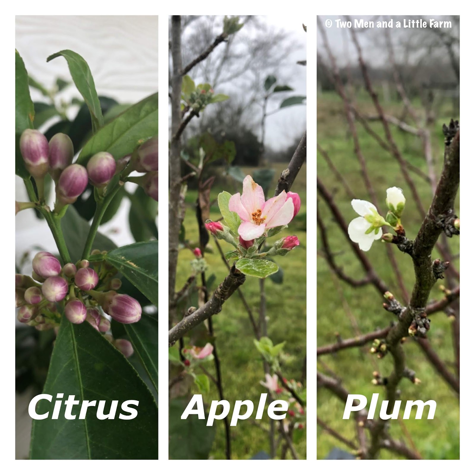 Two Men and a Little Farm: SPRING IS COMING