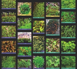 Notes on Bryophytes: Characteristics, Classification and more