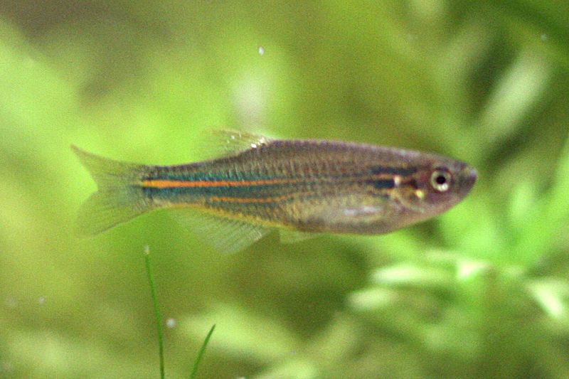 Aquarium Fish: Blue Danio