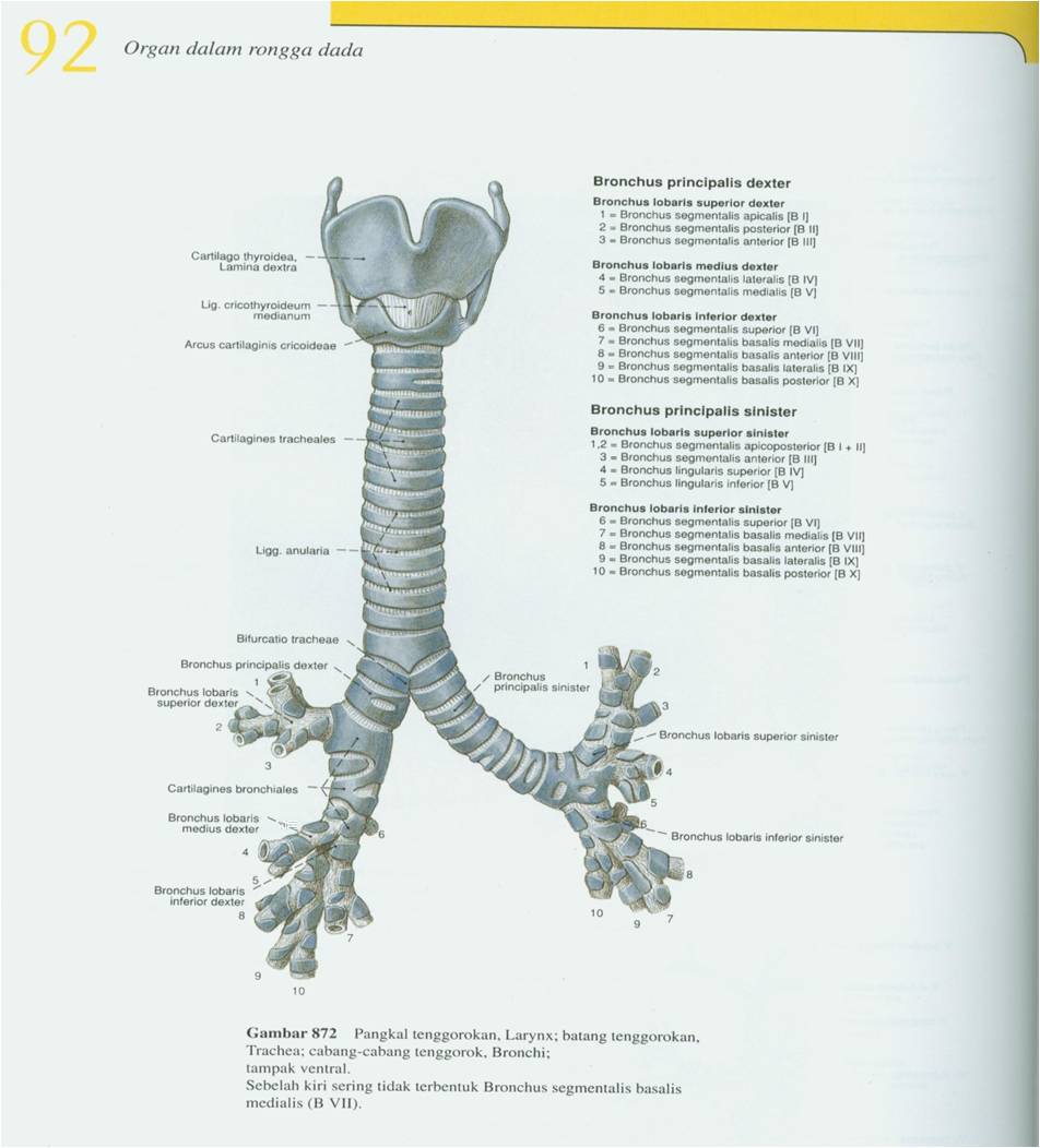 Endotrakeal tube masuk ke dalam pulmo dekstra - Dokunimus