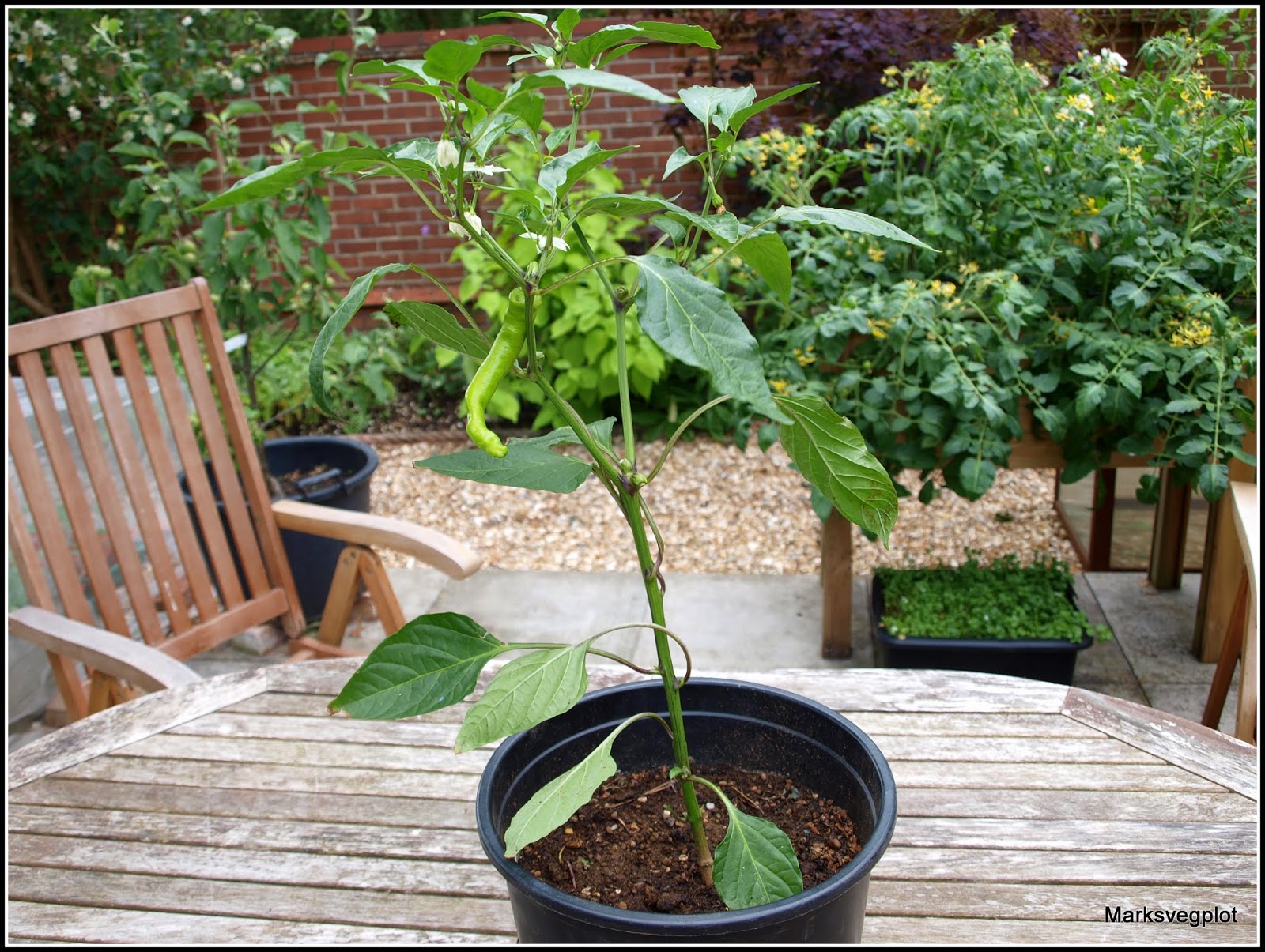 Mark's Veg Plot: Chilli progress report