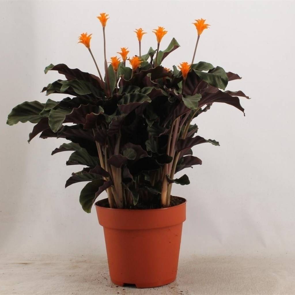 calathea crocata - France news collections