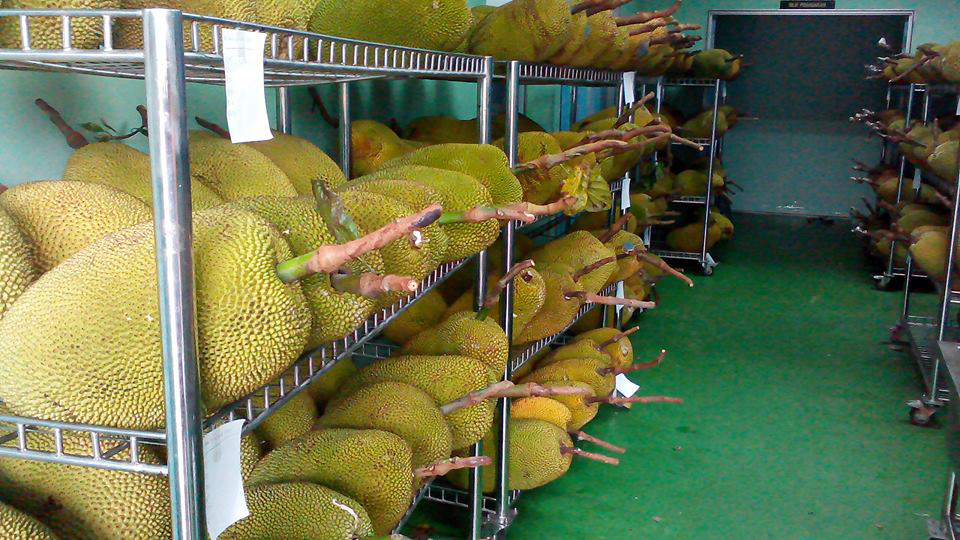 JACKFRUIT HONEY J33 VARIETY | APAG AGRI PRODUCE