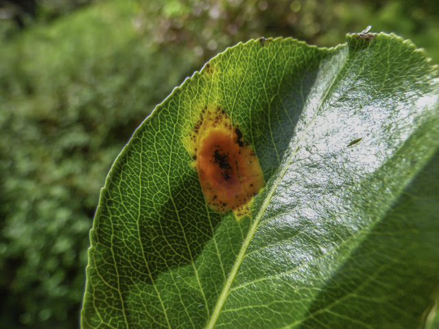 Our Plot at Green Lane Allotments: Gymnosporangium sabinae, aka Pear ...