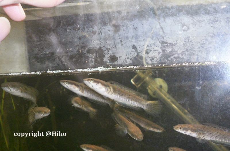 Mahamaya Hiko: jual Channa Pulchra 'Peacock Snakehead' Captive breed(CB ...