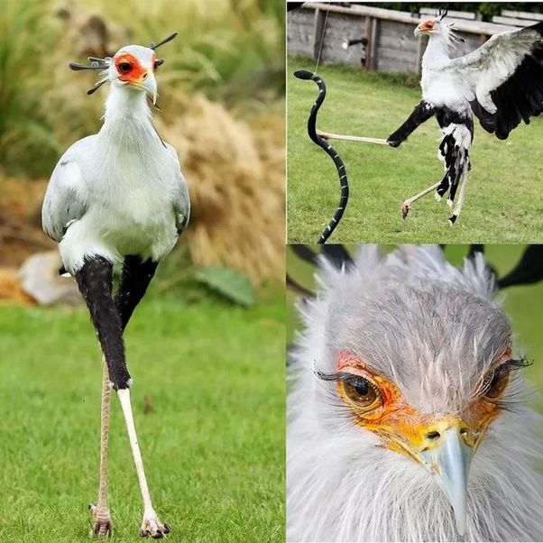 Burung Sekertaris/Secretary bird burung cantik dan elegan dari afrika ...