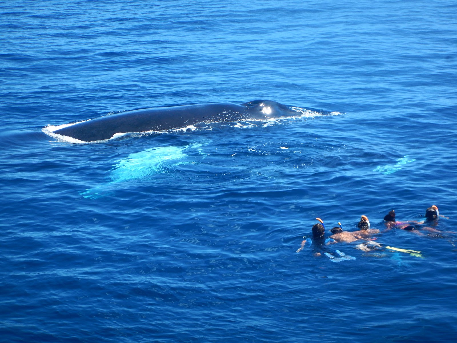 GRANDEUR NATURE ou la parole des enfants: la lettre de Silver Bank de ...