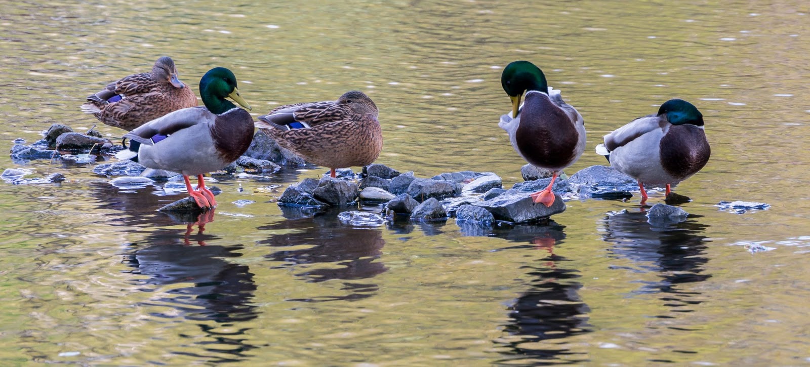 Testvéremnek: Kacsák