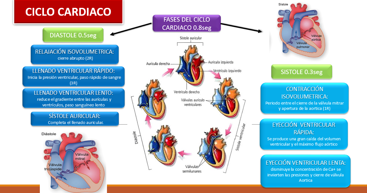 YetzaliZavalaBlogDeFisiologia2016Gpo7: CICLO CARDÍACO