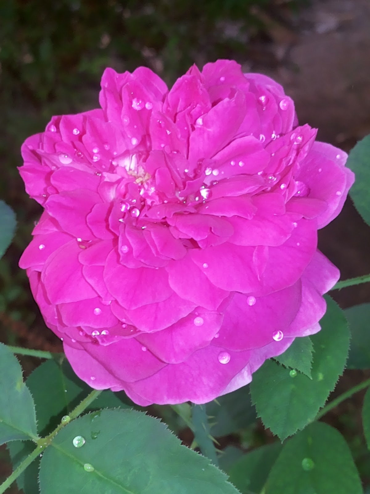 Suloshomegarden: ANDRA RED ROSES WITH RAIN DROPS