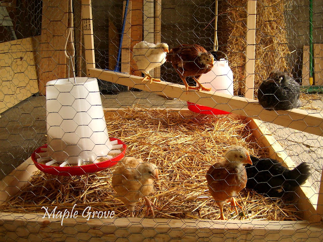 Maple Grove: Brooding Chickens