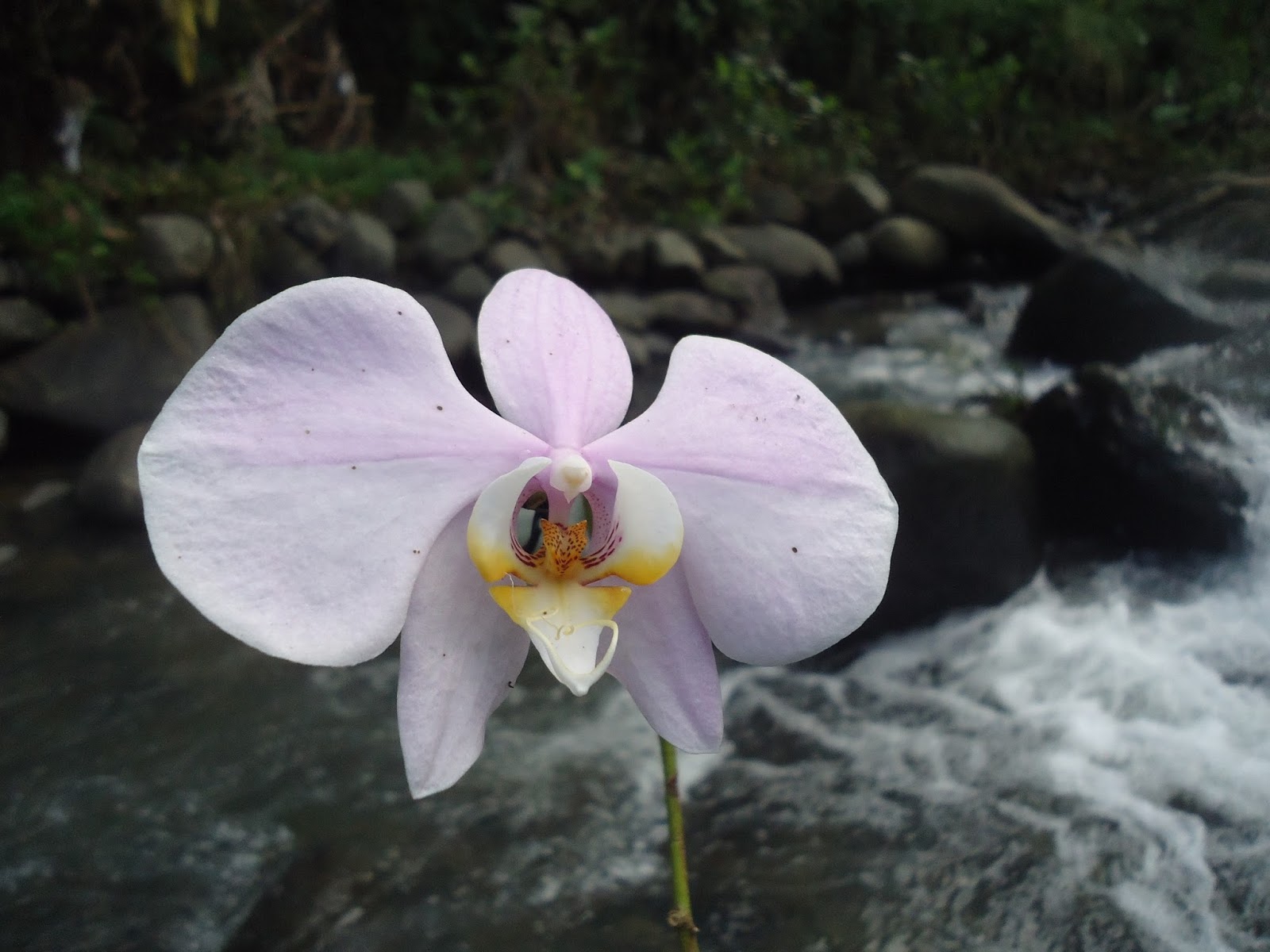 Wallpaper Bunga Anggrek Bulan Ungu Putih Dan Keindahan Sungai - Rumah ...