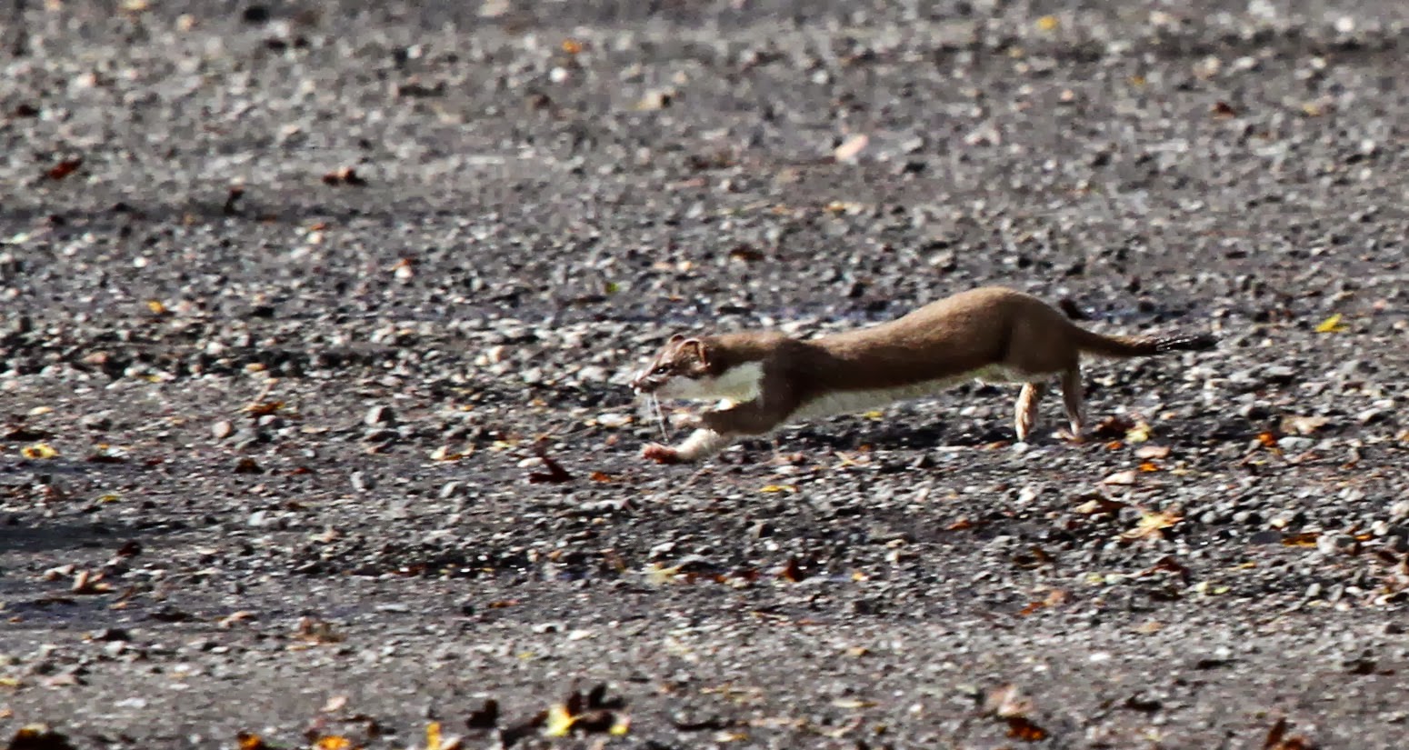 Birding with Flowers: A Good Stoat to the Afternoon