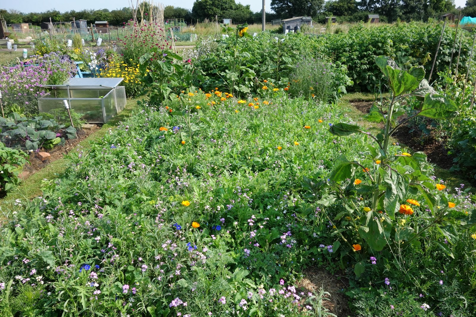 Urban Pollinators: How to create an annual flower meadow