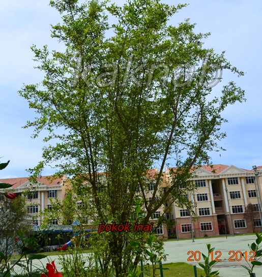 pokok herba,bunga, ulaman dan segala jenis tumbuhan: pokok inai