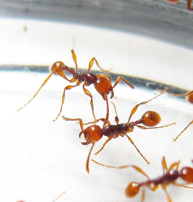 Photos and Info on Ants and Termites of Malaysia: Aenictus