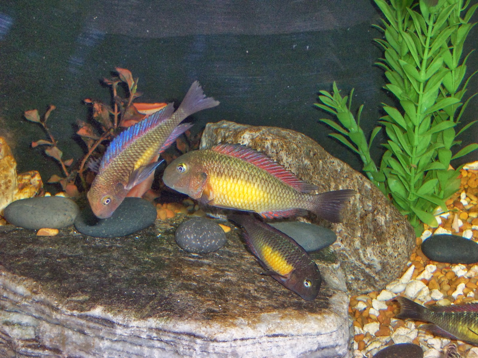 The Fish Tank: Article - Care and Maintenance of Tropheus