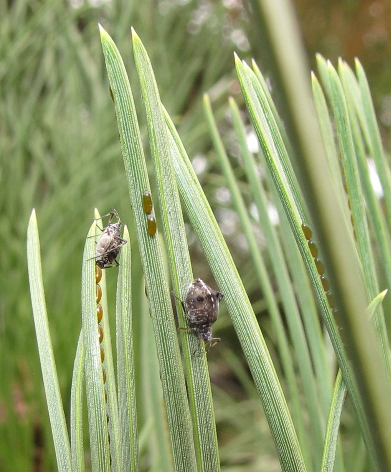 Bug Eric: In Praise of Aphids and Scales