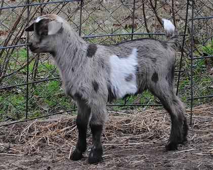 Tye Dye Acres: Fainting Goat Colors and Patterns!