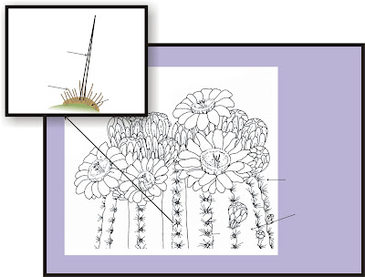 Botany Field Trip in the Desert: Label Cactus