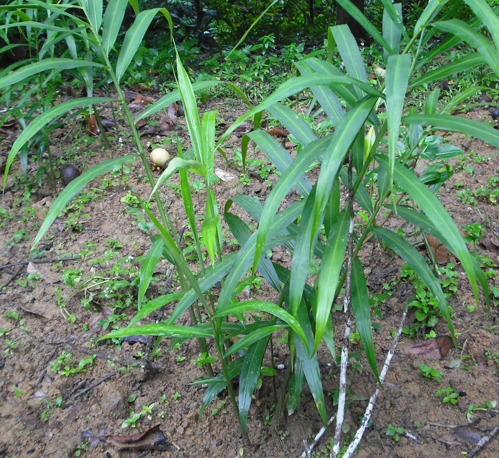 Relatif: Siri 01: Khasiat Tumbuhan Herba