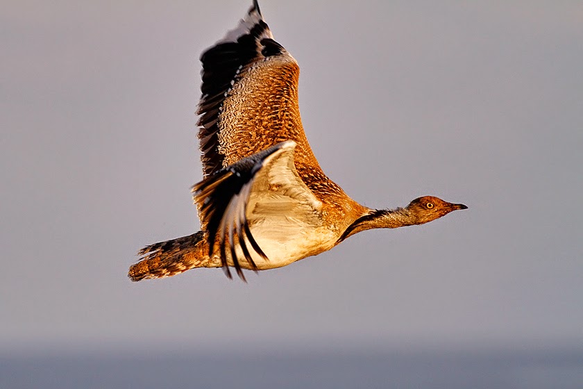Houbara Bustards | Focusing on Wildlife