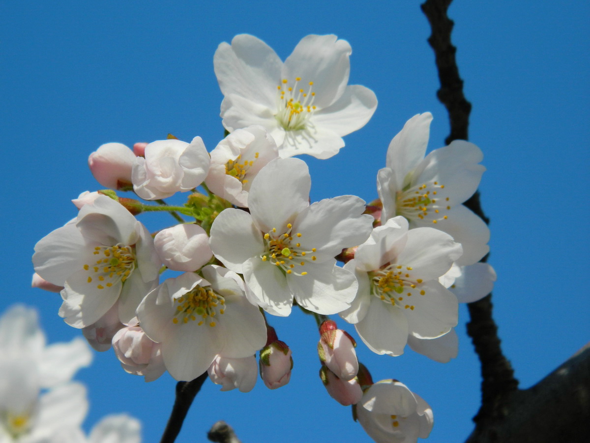 LA MULTI ANI, ROMANIA!: Flori de cires