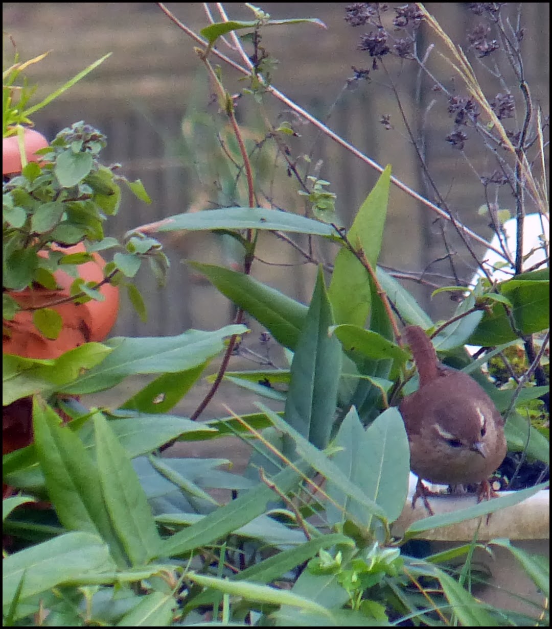 Wild and Wonderful: Beautiful Birds ~ Home Patch and the Shotley Peninsula