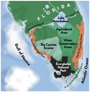 The Everglades